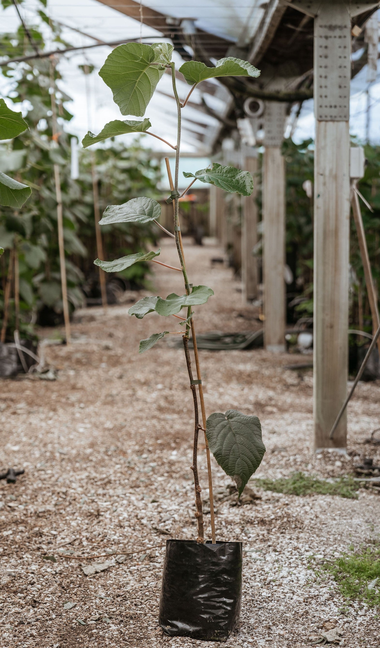 Russell – Southern Cross Horticulture